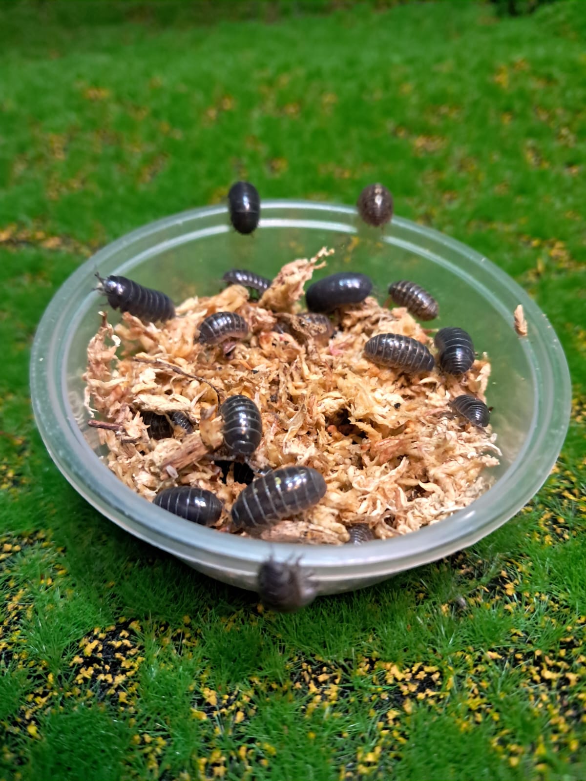 Armadillidium vulgare - Isopods | Oh My Cresticles