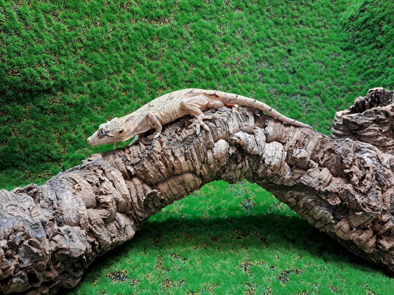 Reticulated Gargoyle Gecko - Adult Male | Oh My Cresticles