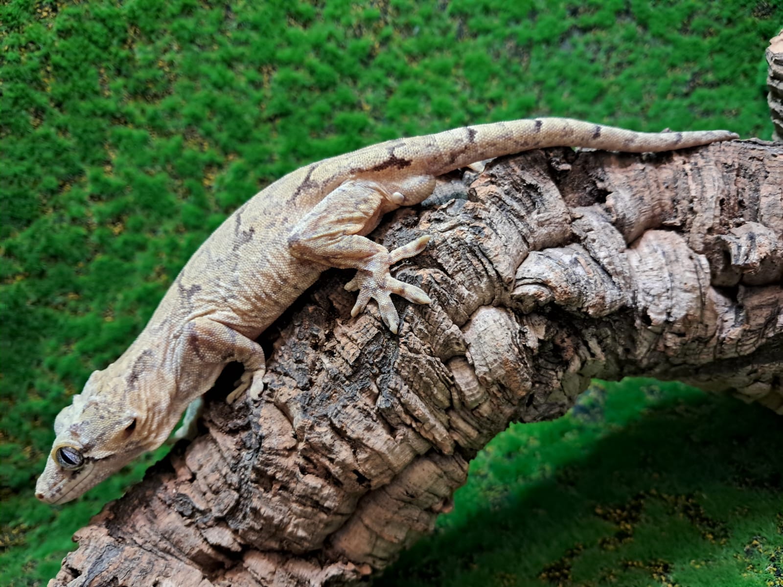 Reticulated Gargoyle Gecko - Adult Male | Oh My Cresticles