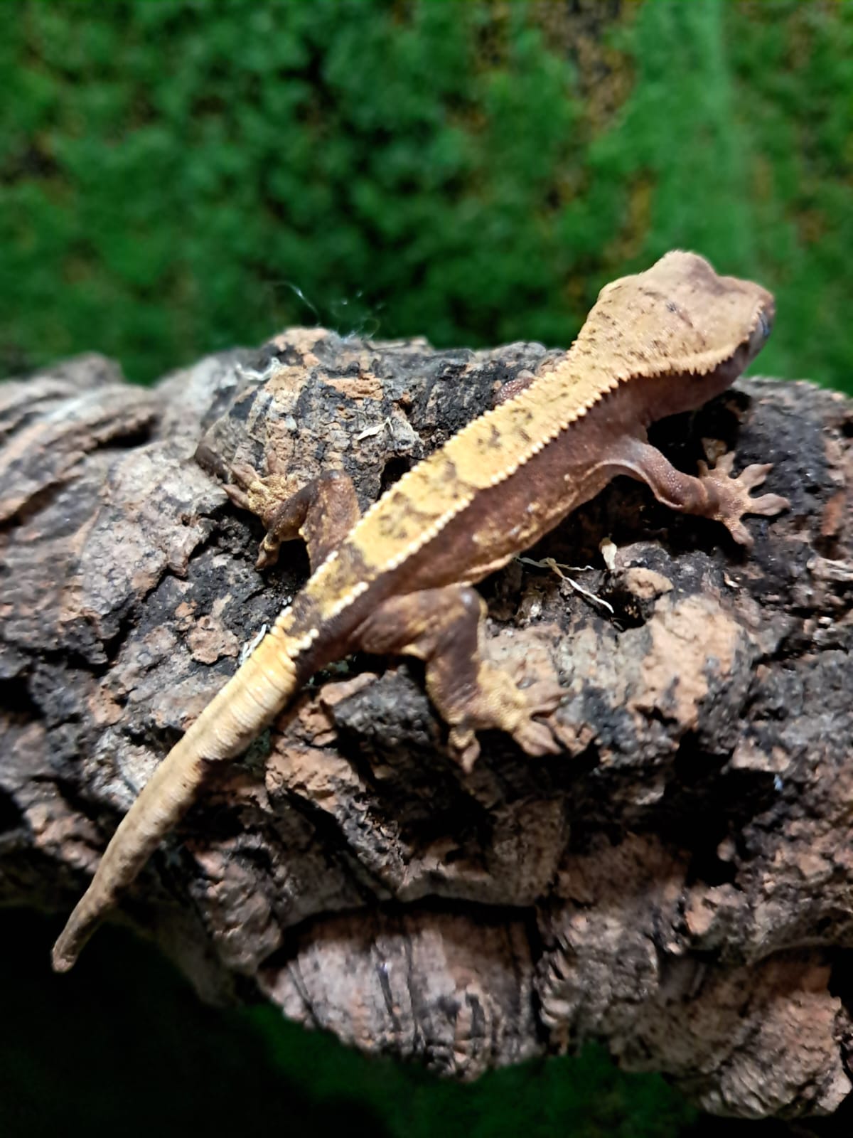 Partial Pinstripe Crested Gecko - Oh My Cresticles