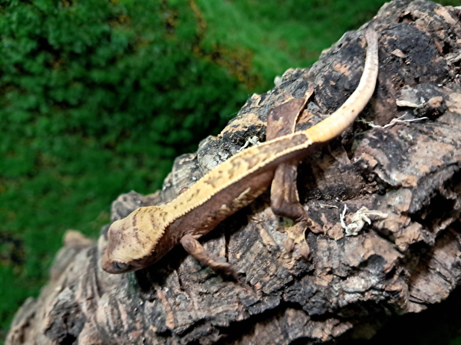 Pinstripe Crested Gecko - Oh My Cresticles