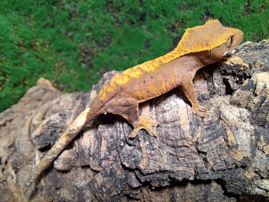 Crested Gecko - Oh My Cresticles