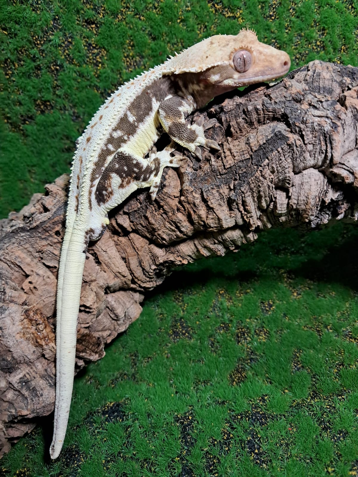 Partial Pinstripe Crested Gecko - Oh My Cresticles