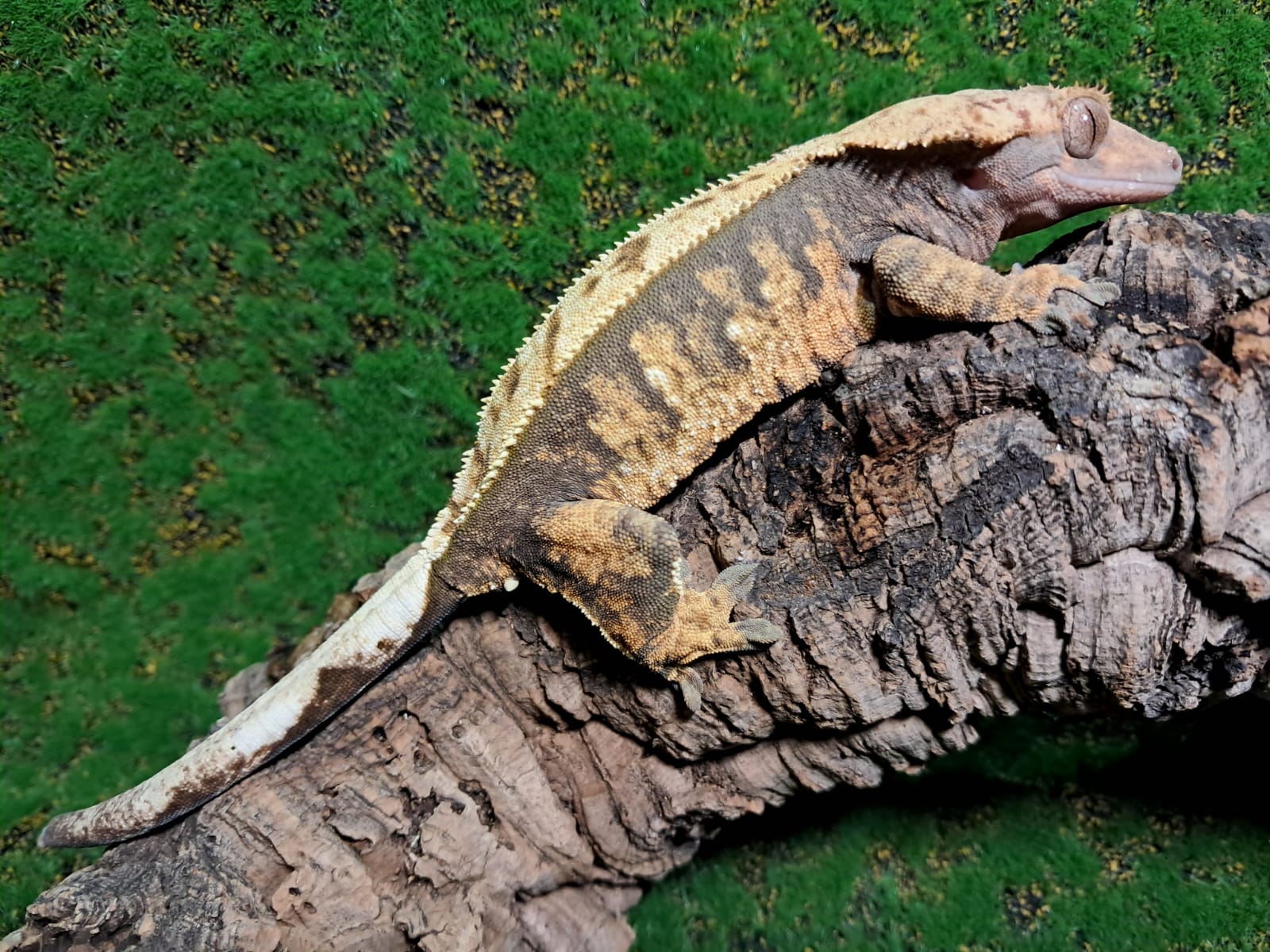Partial Pinstripe Crested Gecko - Oh My Cresticles