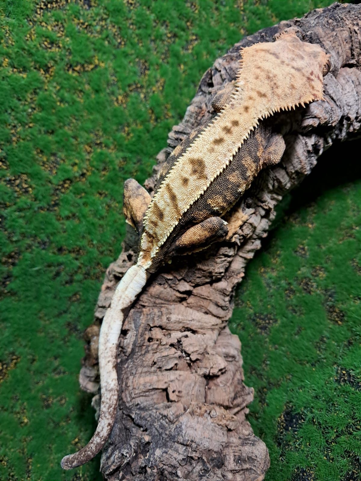 Partial Pinstripe Crested Gecko - Oh My Cresticles